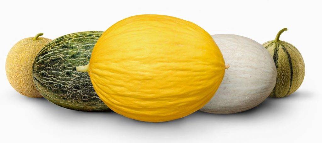 Diversidad y formas de los melones