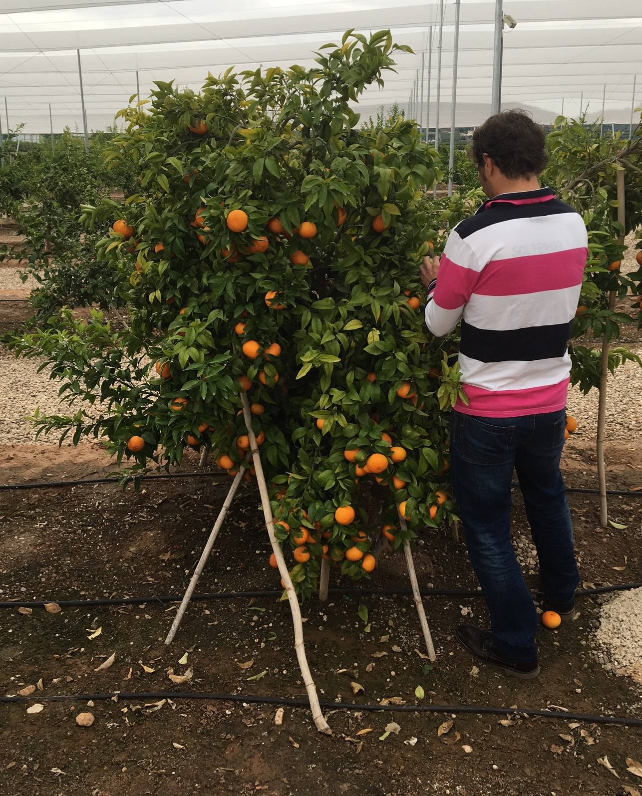 La mandarina Orri, la variedad mejor cotizada del mercado