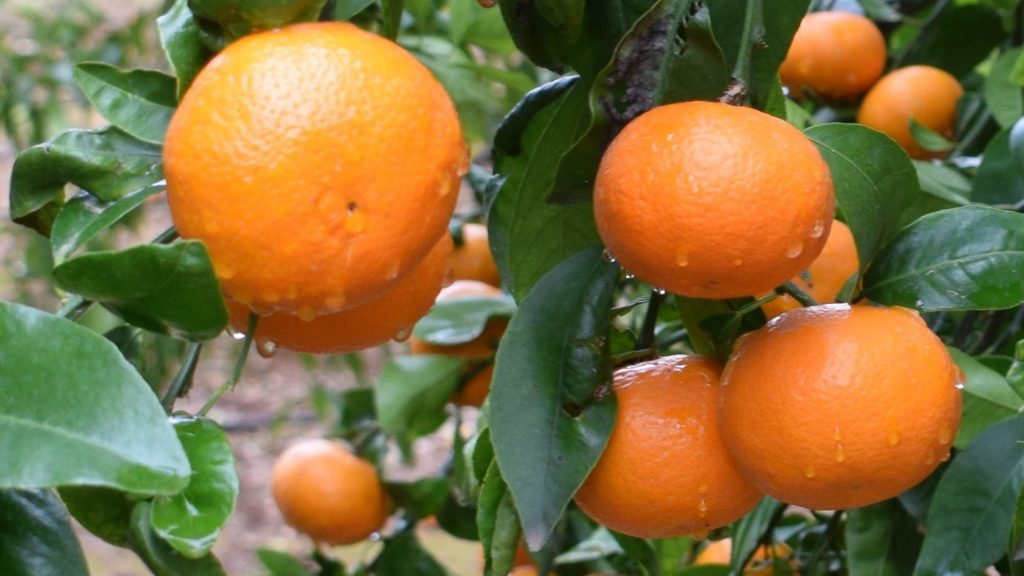 Nueva imagen de la variedad Orri de mandarina-ActualFruVeg