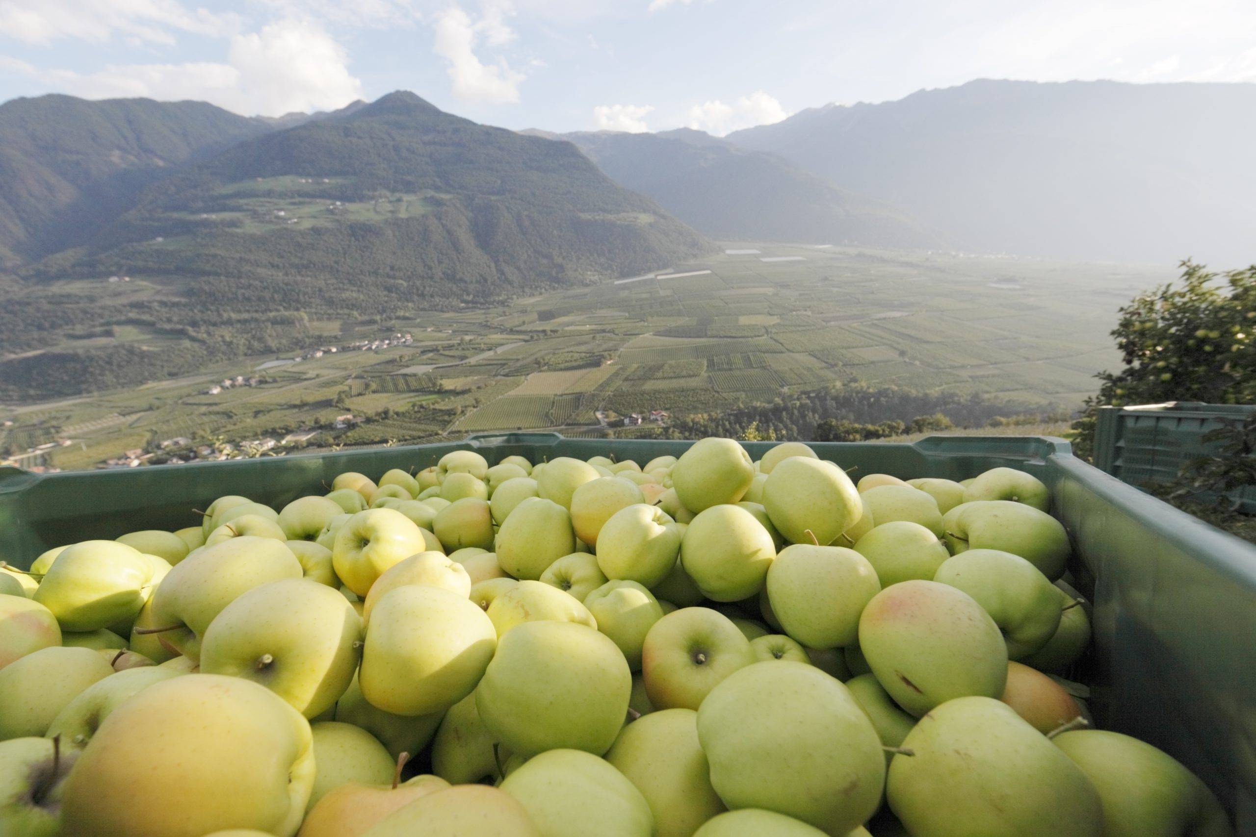 La temporada de manzanas Val Venosta-Marcas-ACTUAL FruVeg