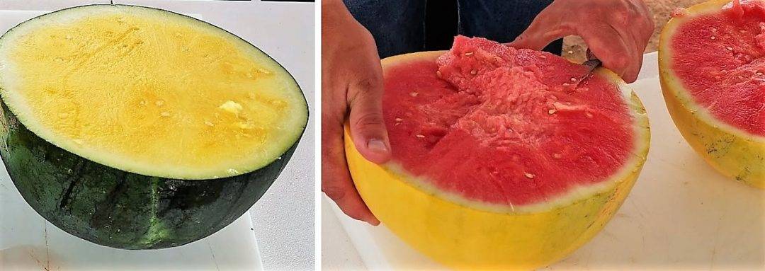 La fruta de sandía-Frutas y Hortalizas-ACTUAL FruVeg