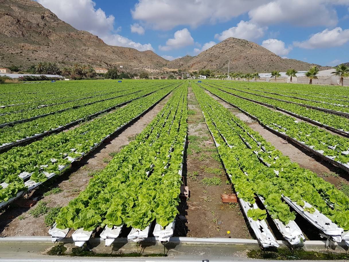 El futuro un modelo híbrido-Primaflor-Actualidad-ACTUAL FruVeg
