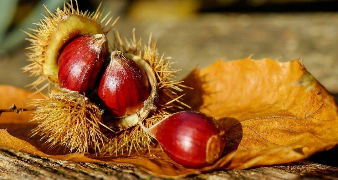 Saber más sobre las castañas-IdeasCon-Promoción-ACTUAL FruVeg