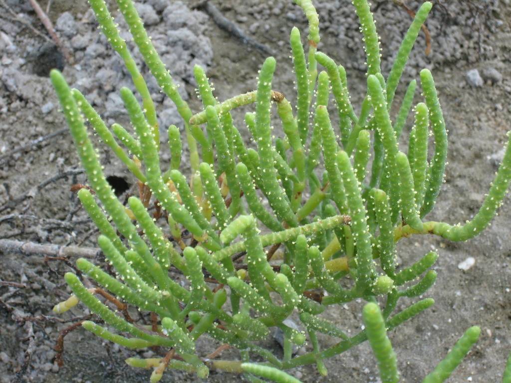 La salicornia nos acompaña-Variedades-ACTUAL FruVeg