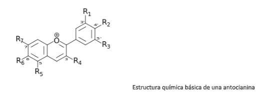 Las fuentes de antocianinas en la naturaleza