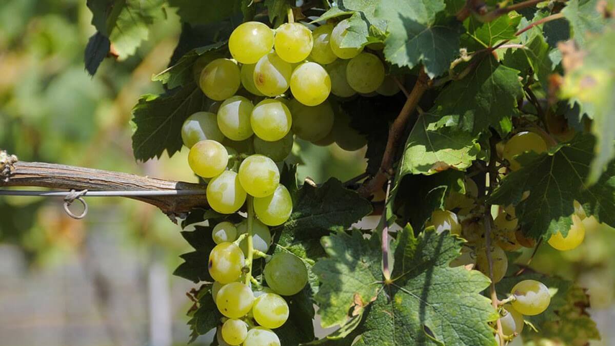 Moscatel de La Hoya de excelente calidad -ACTUAL FruVeg