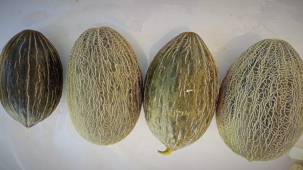 Discusiones sobre porqués hay falta de disponibilidad de melones y ...