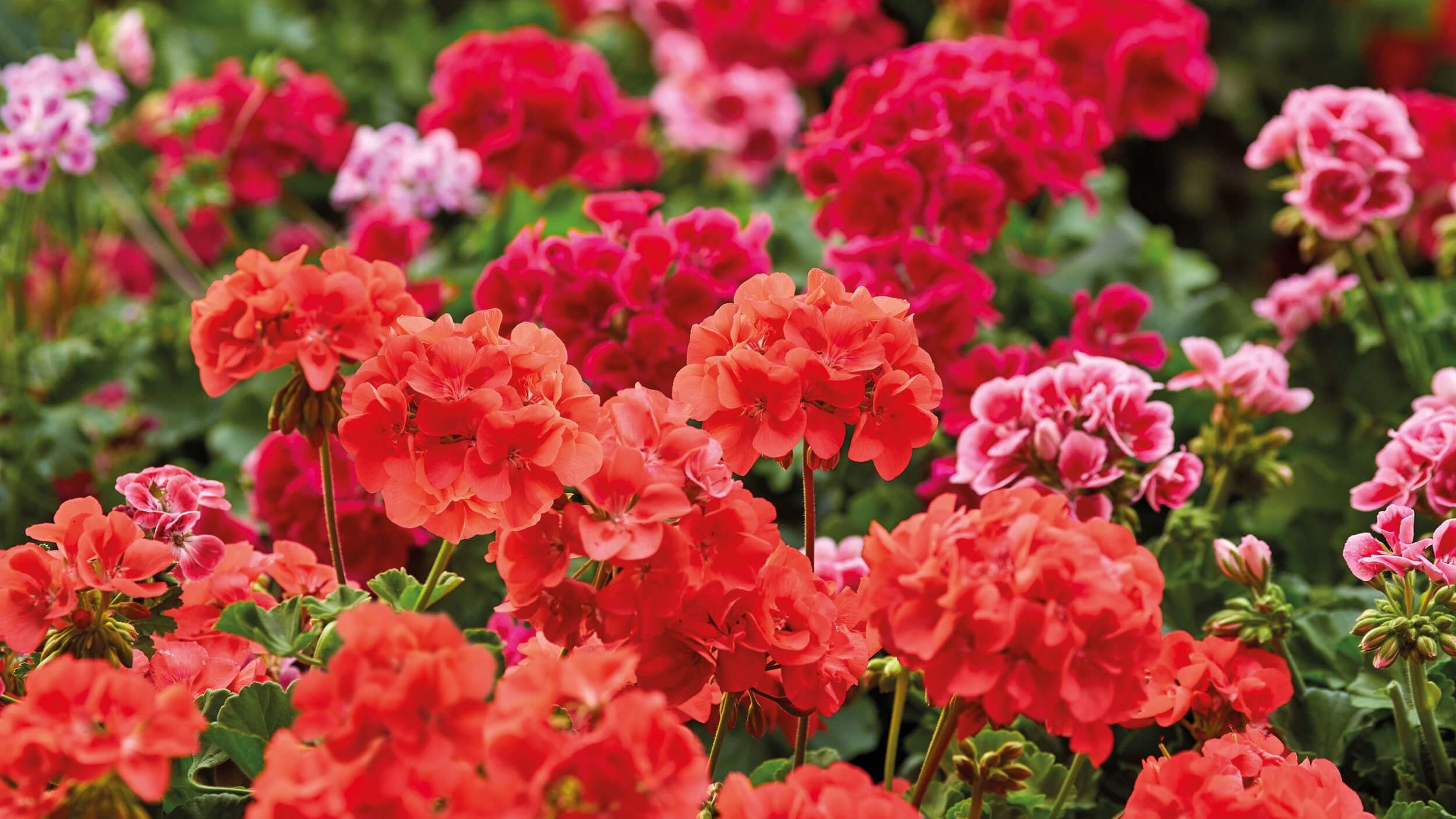 Cuidar los geranios-X+VERD-ACTUAL FruVeg